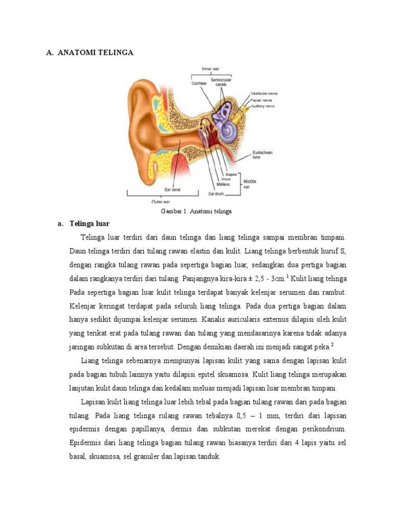 A. ANATOMI TELINGA | PDF