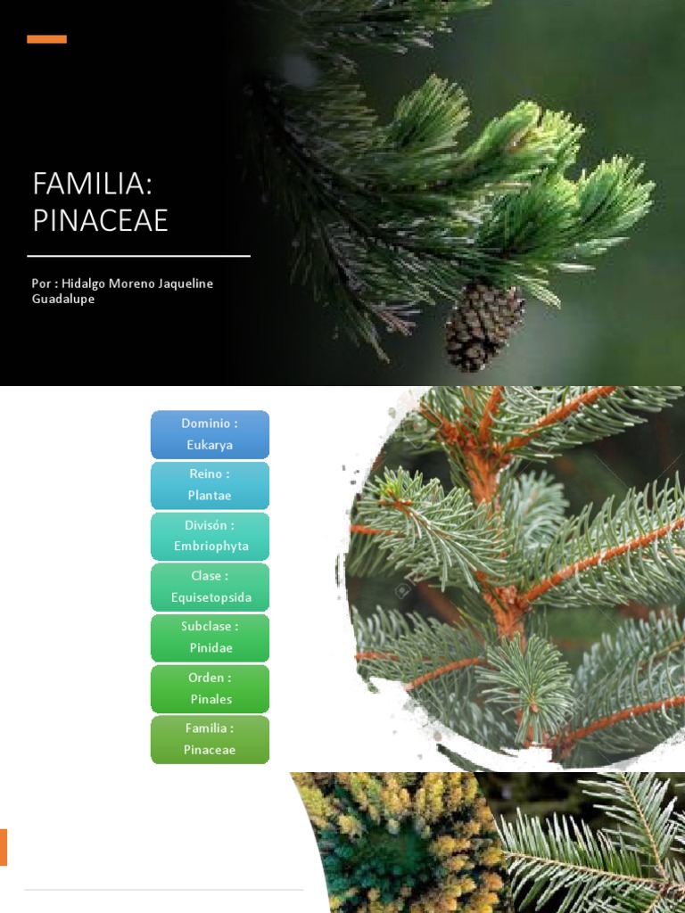 Familia Pinaceae (F) | PDF | Arboles | Plantas