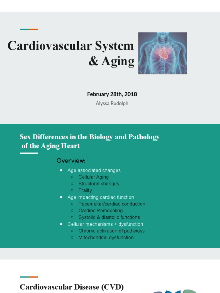 Cardiovascular System Aging | PDF | Cardiovascular Physiology ...