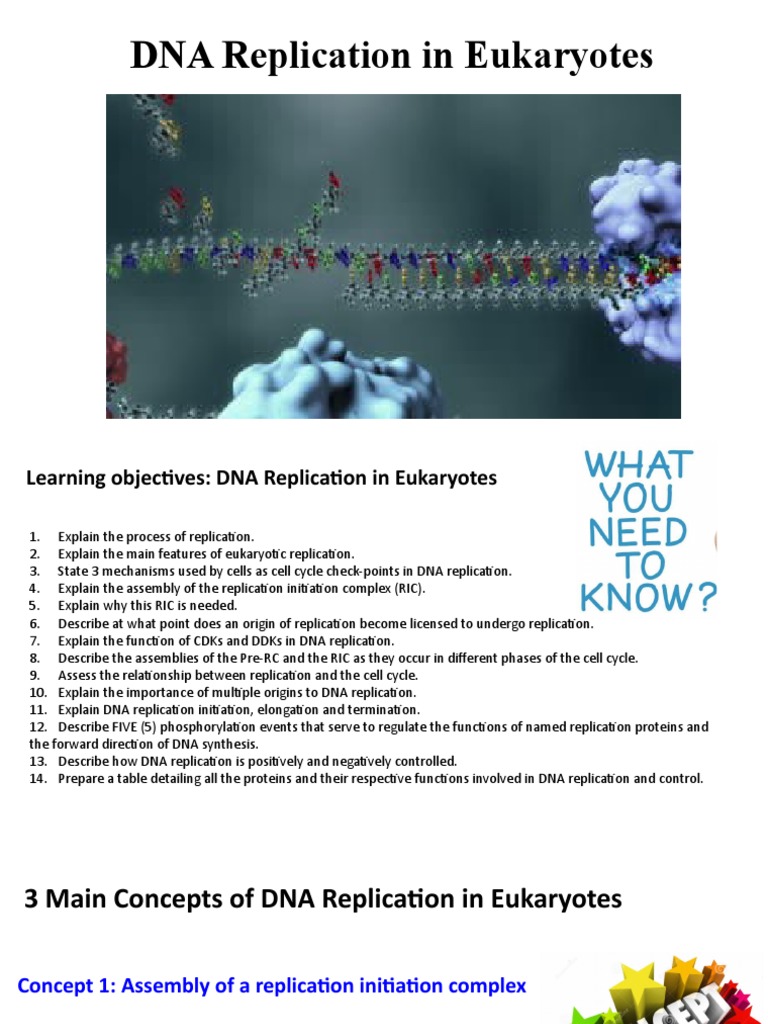 Eukaryotic DNA Replication | PDF | Dna Replication | Cell Cycle