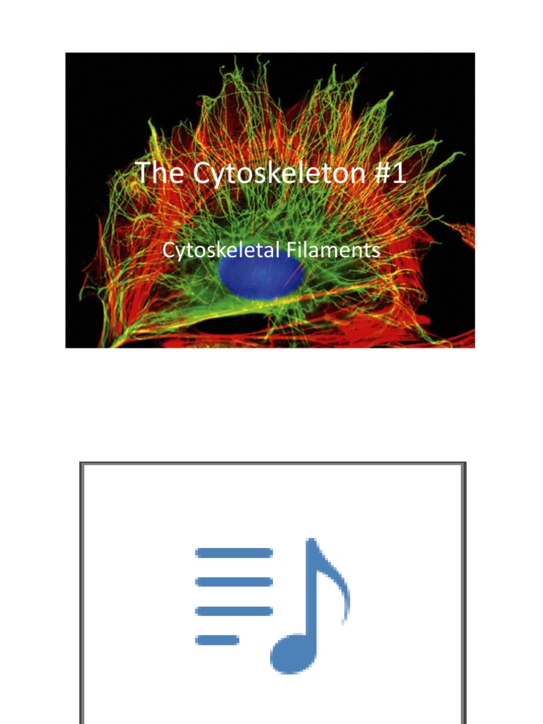 The Cytoskeleton #1: Cytoskeletal Filaments | PDF | Cytoskeleton ...