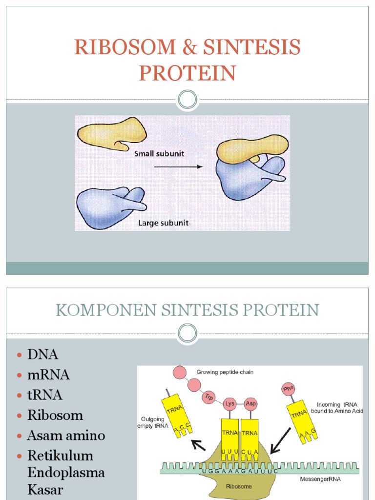 Ribosom Dan Sintesis Protein | PDF