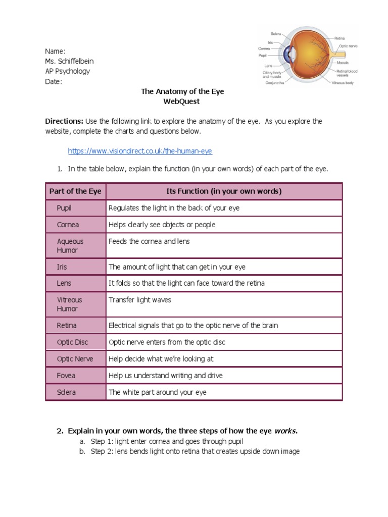 Anatomy of The Eye WebQuest DONE | PDF | Eye | Optics