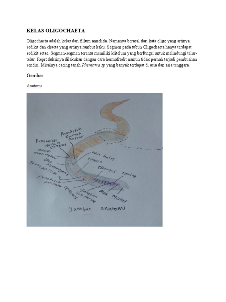 Kelas Oligochaeta dan Peranannya | PDF