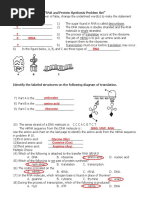 DNA Mutations Lab Answer Key | PDF | Genetic Code | Point Mutation