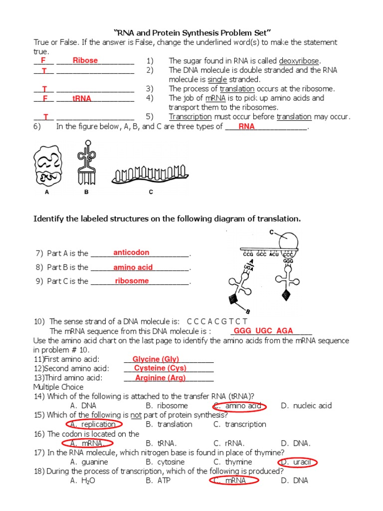 Worksheet Dna Rna And Protein Synthesis Answer Key Nucleic Acids And