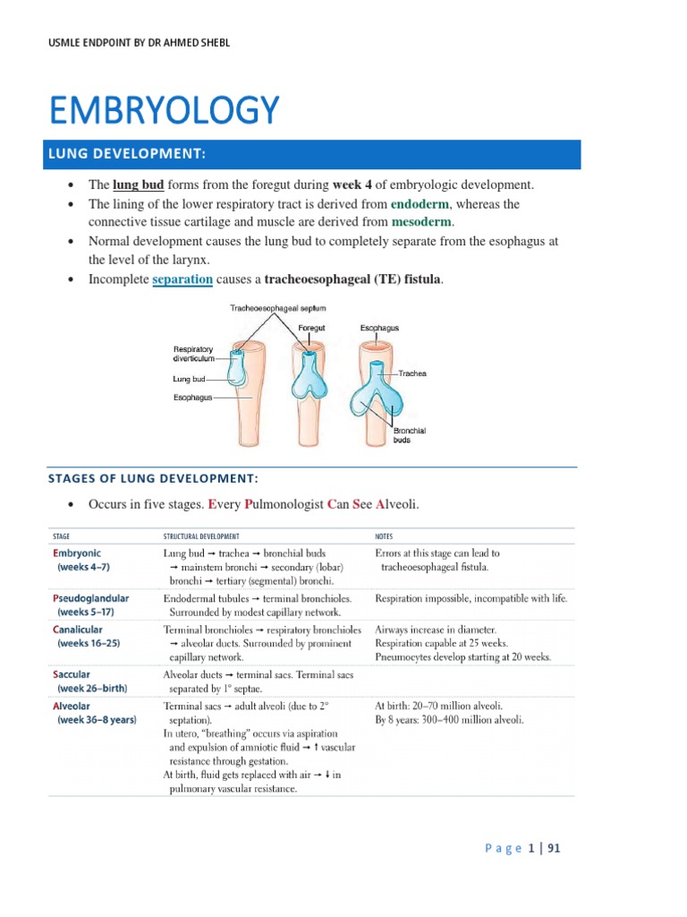Respiratory, USMLE ENDPOINT BY DR AHMED SHEBL | PDF | Respiratory Tract ...
