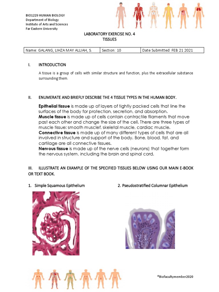 Lab Exercise4 Tissues Hb-1 Galang | PDF | Epithelium | Tissue (Biology)
