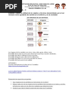 Actividades del Cuerpo Humano 1° Grado | PDF | Hueso | Articulación