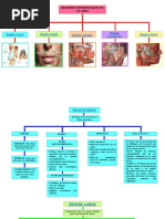Regiones Faciales: Anatomía y Funciones | PDF | Nariz humana | Labio