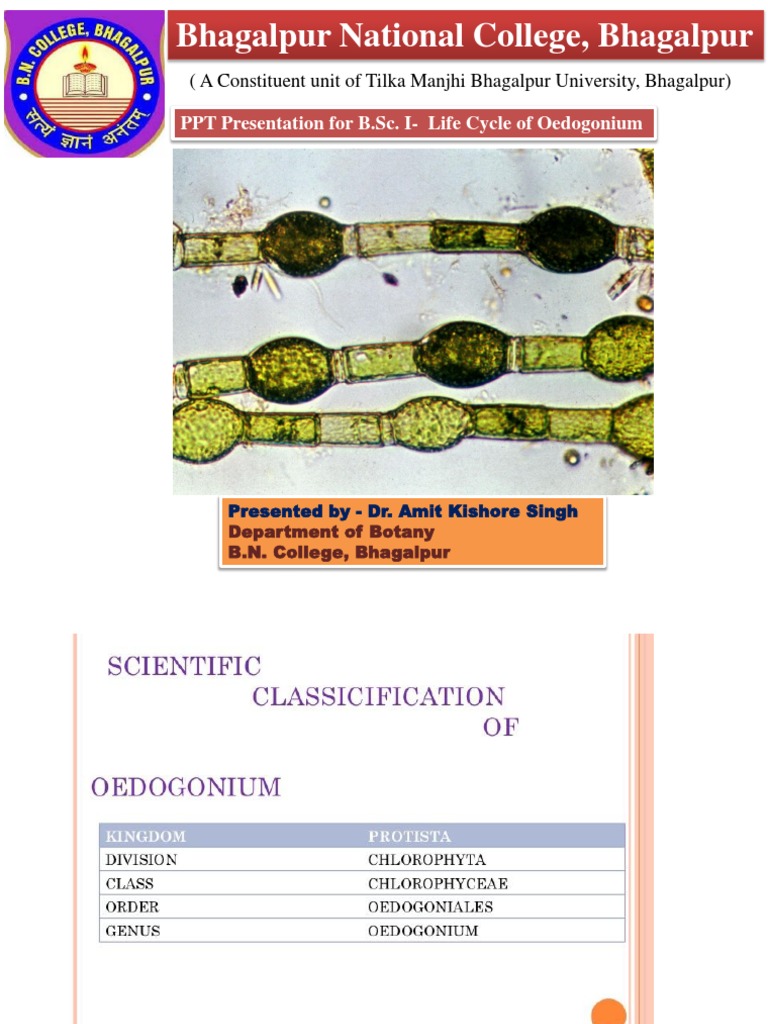Life Cycle of Oedogonium | PDF | Biological Processes | Sex