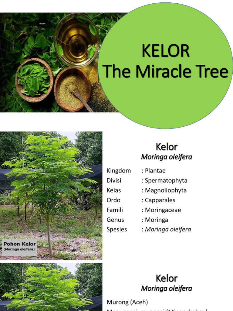 Talk Show Kelor | PDF | Griya & Taman