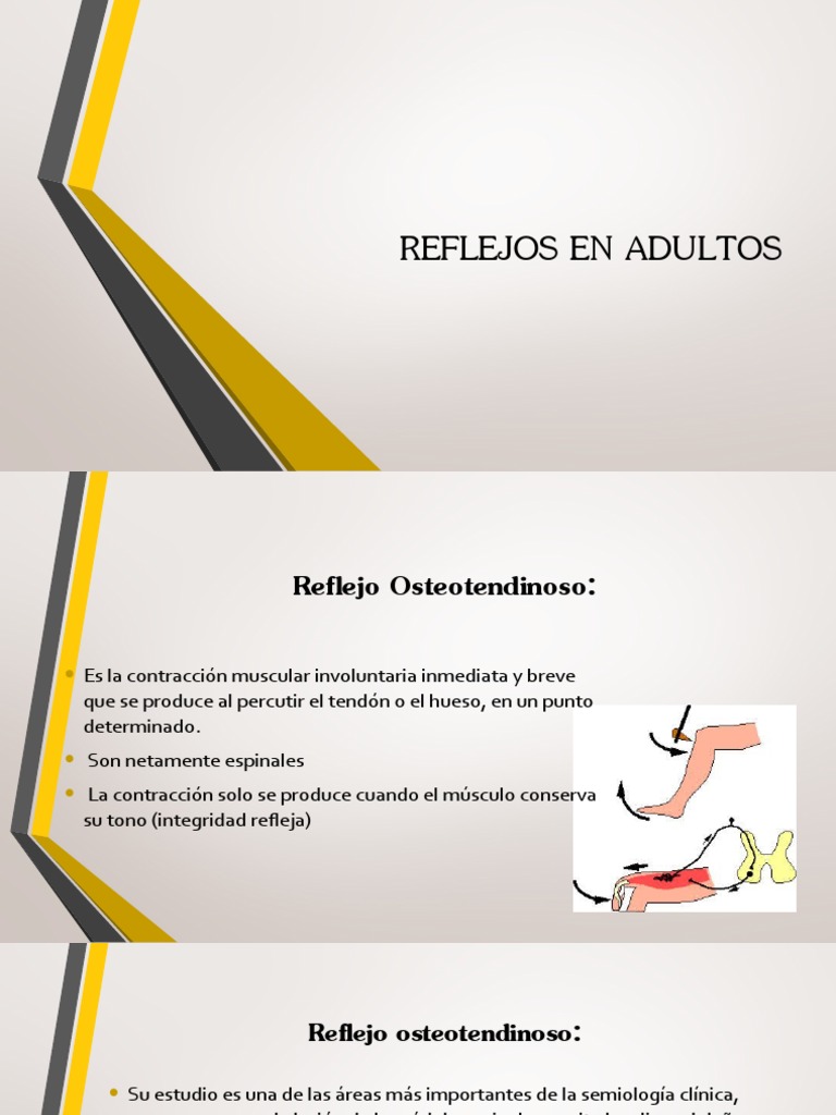 Reflejos en Adultos | PDF | Sistema musculoesquelético | Anatomía humana