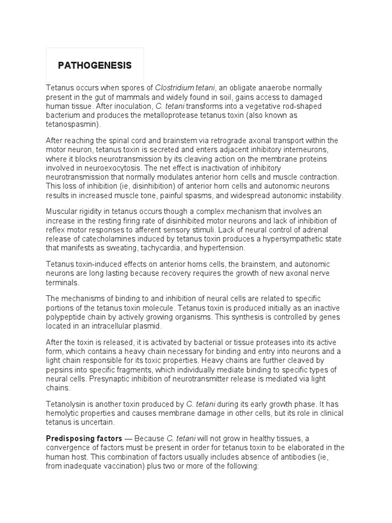 Pathogenesis of Tetanus | PDF | Nervous System | Biology