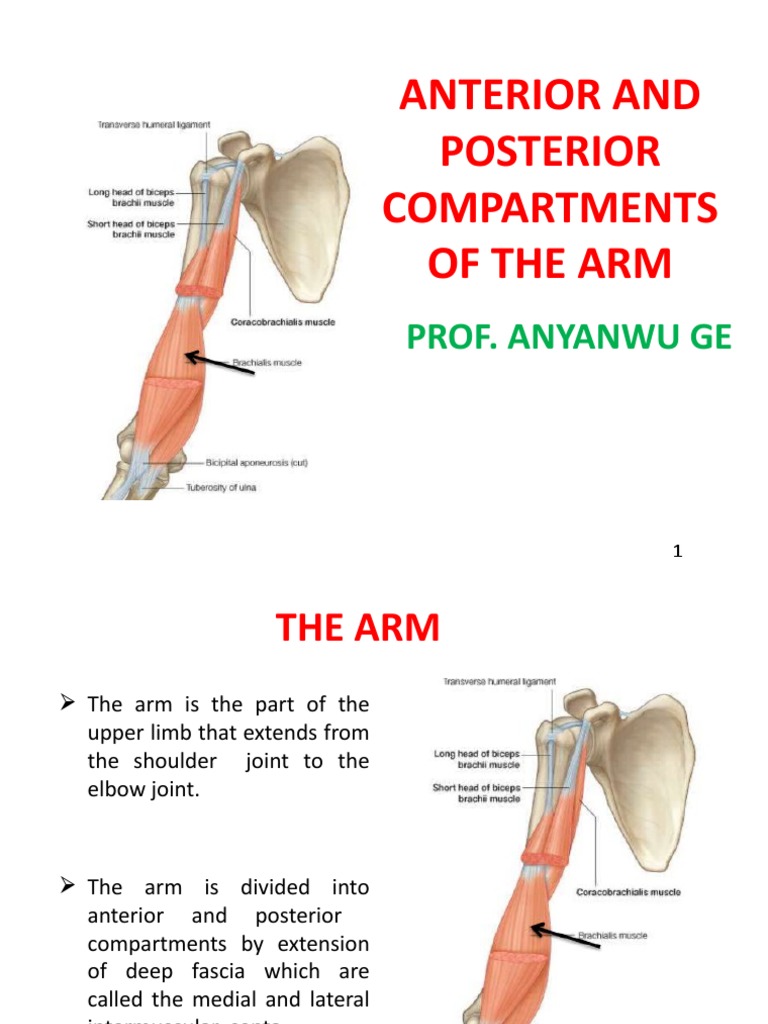 Arm Compartments and Muscles Guide | PDF | Foreign Language Studies ...