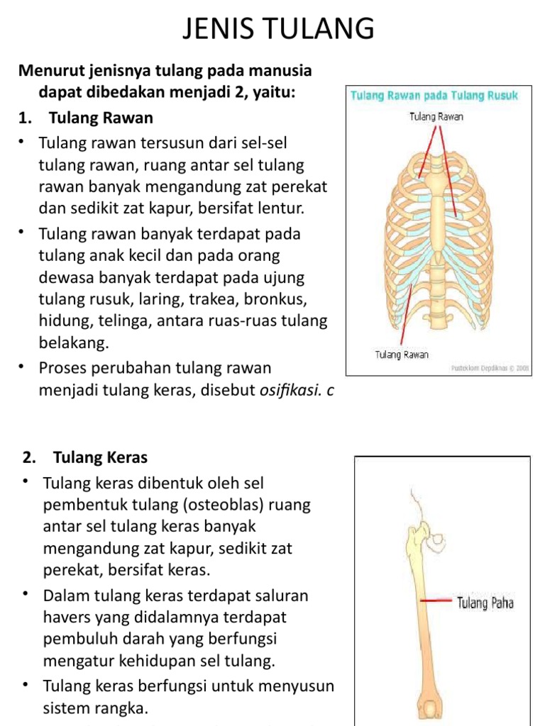 Jenis Tulang | PDF
