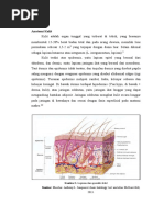 Anatomi Dan Histologi Kulit | PDF
