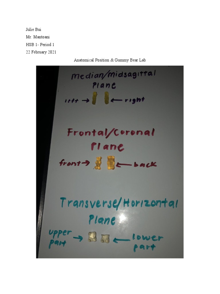 Julie Bui - Anatomical Position Gummy Bear Lab Part Two | PDF