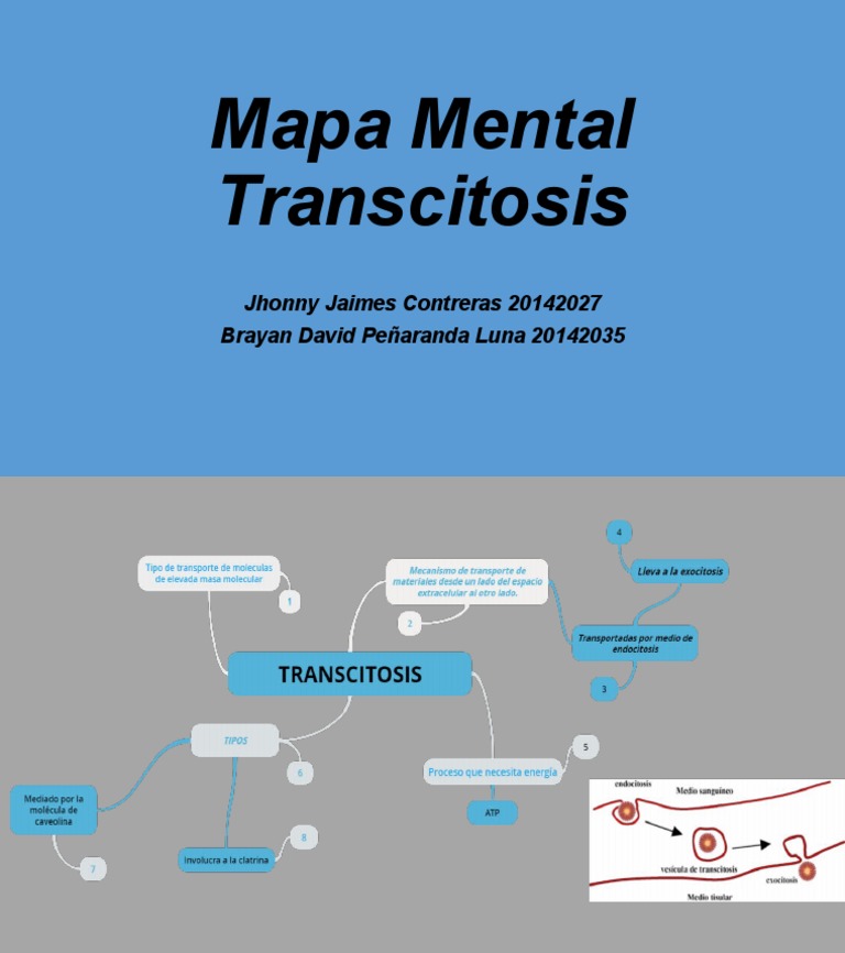 Mapa Mental Transcitosis | PDF