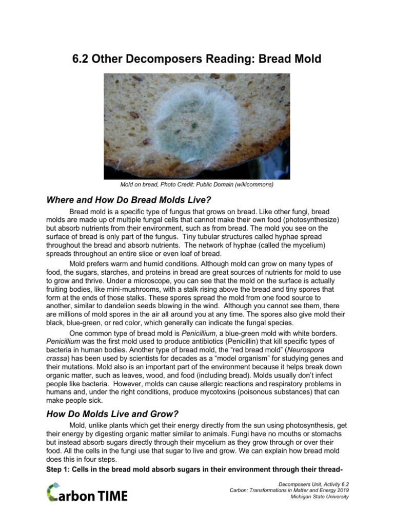 6.2 Other Decomposers Reading: Bread Mold: Where and How Do Bread Molds ...