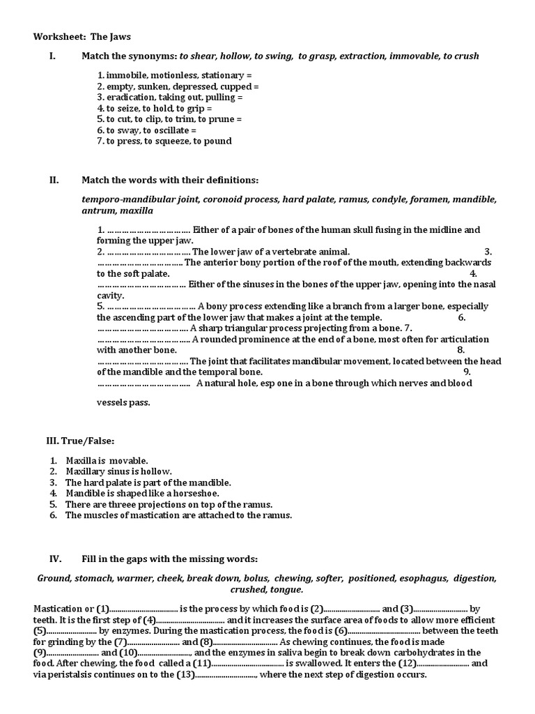 Jaws Worksheet | PDF | Human Head And Neck | Anatomy