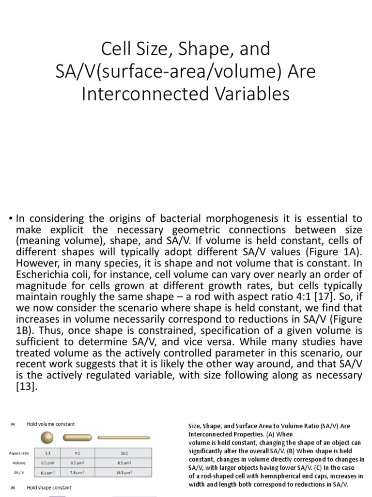 Cell Size Shape and SAV Surface-Area Volume | PDF | Surface Area | Cell ...