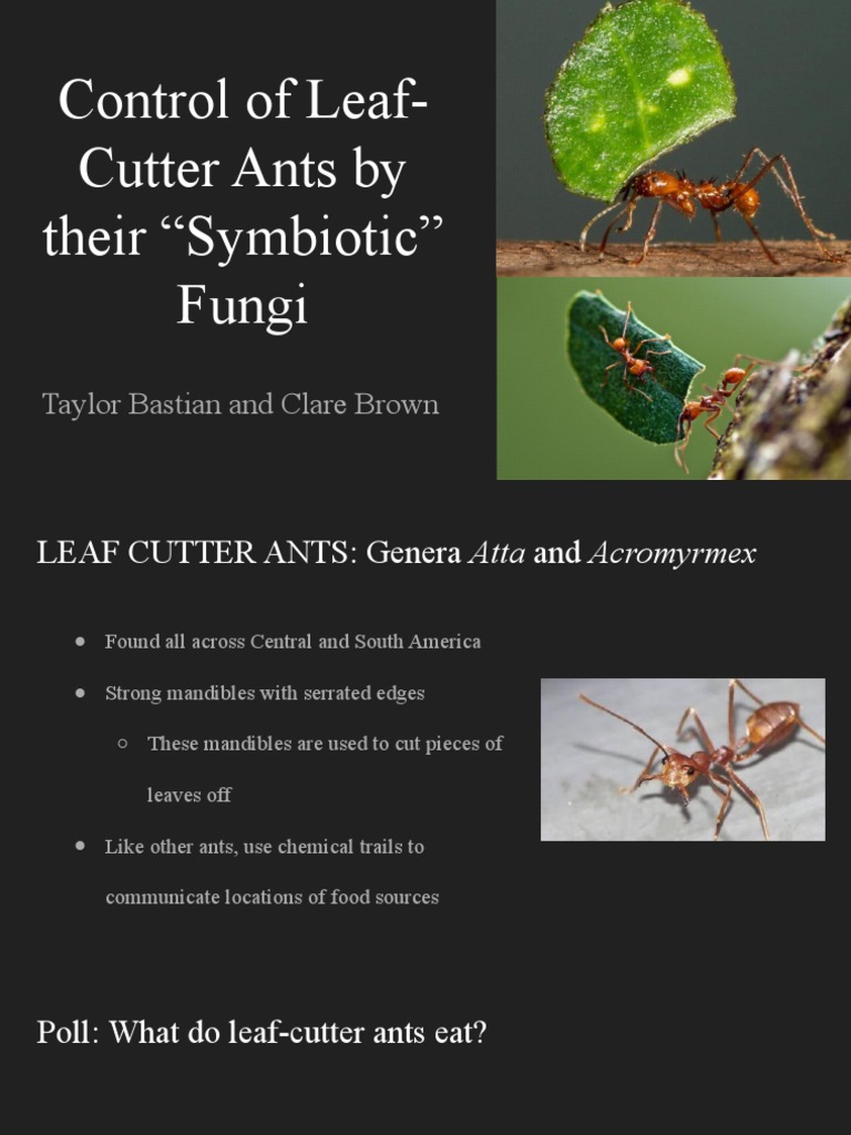Ant Presentation 434 | PDF | Apocrita | Ant