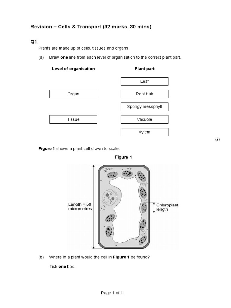 Revision Practice Questions - Cells & Transport | PDF | Leaf | Root