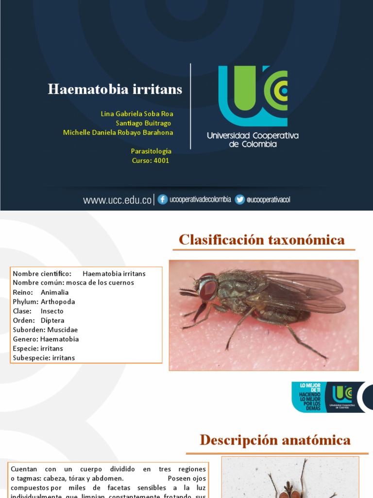 Haematobia Irritans | PDF | Mosca | Biología