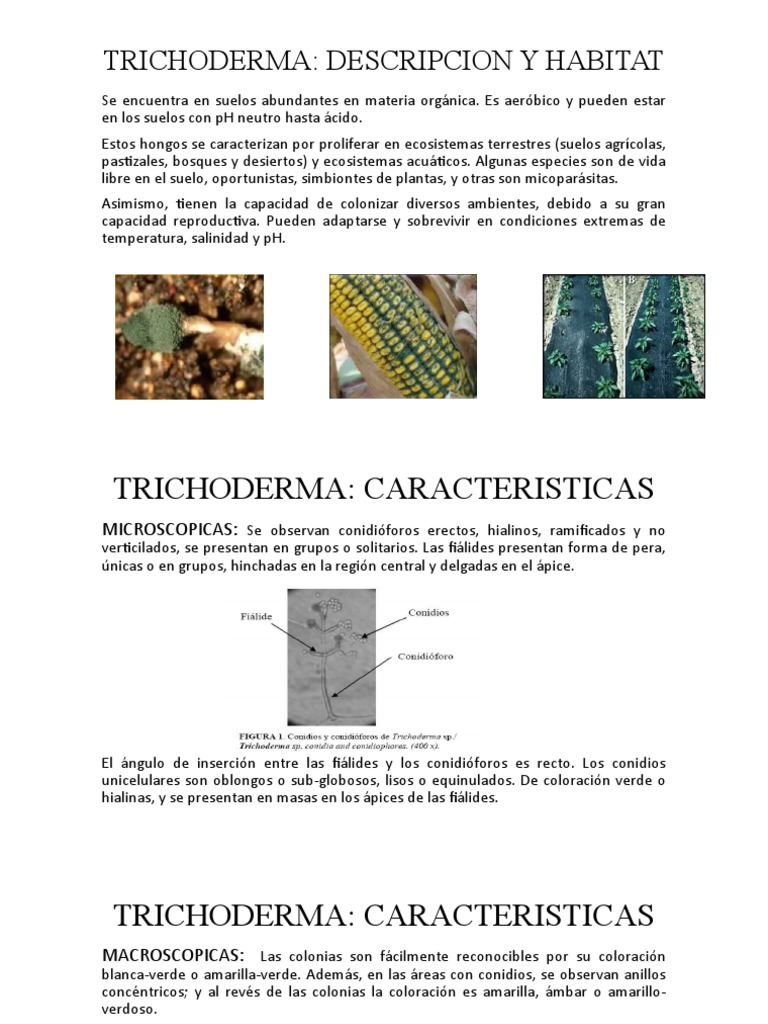 TRICHODERMA | PDF | Aspergilo | Espora