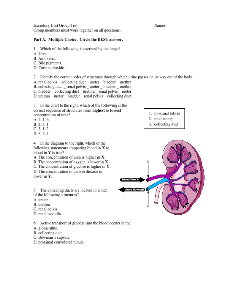 Excretory Quiz | PDF | Kidney | Urinary System