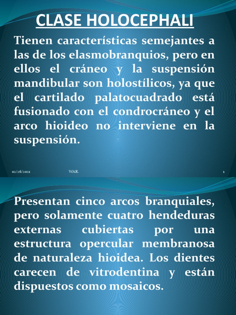 Clase Holocephali | PDF | Pescado | Naturaleza