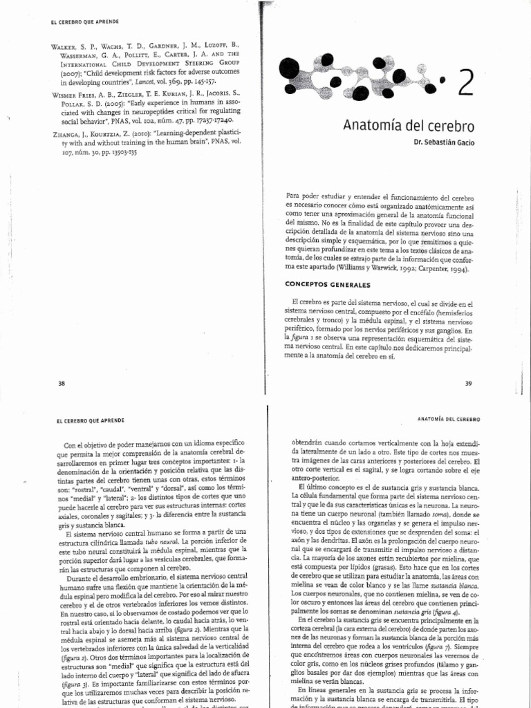 El Cerebro Que Aprende Pdf Sinapsis Cerebro