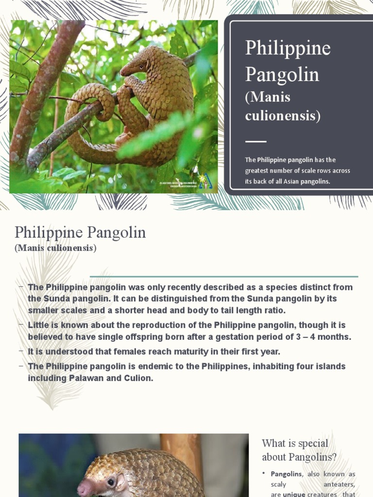 Philippine Pangolin - MAULION | PDF | Travel