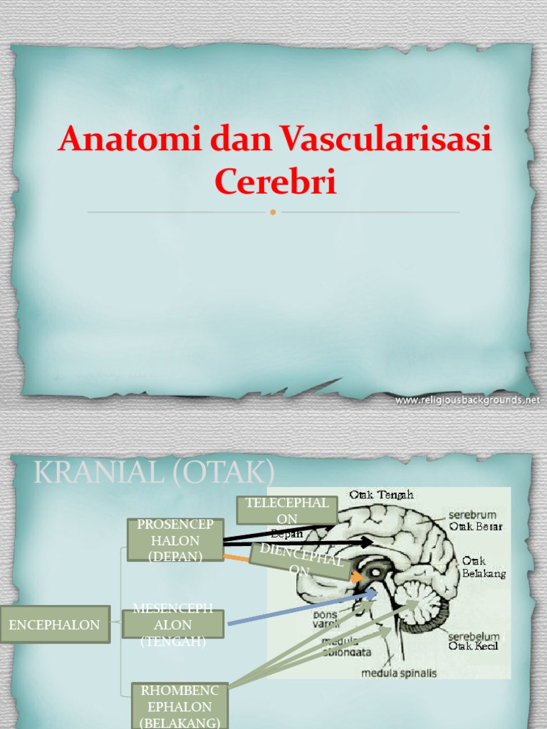 Anatomi Dan Vaskularisasi Cerebri | PDF