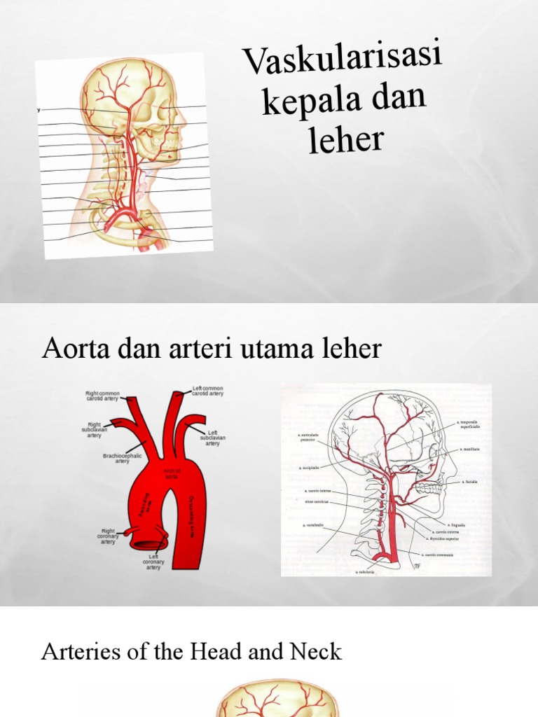 L.8 Vaskularisasi Kepala Dan Leher | PDF | Common Carotid Artery ...