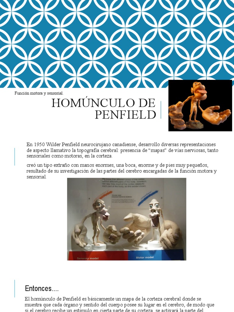Homúnculo de Penfield | PDF | Cerebro | Corteza cerebral