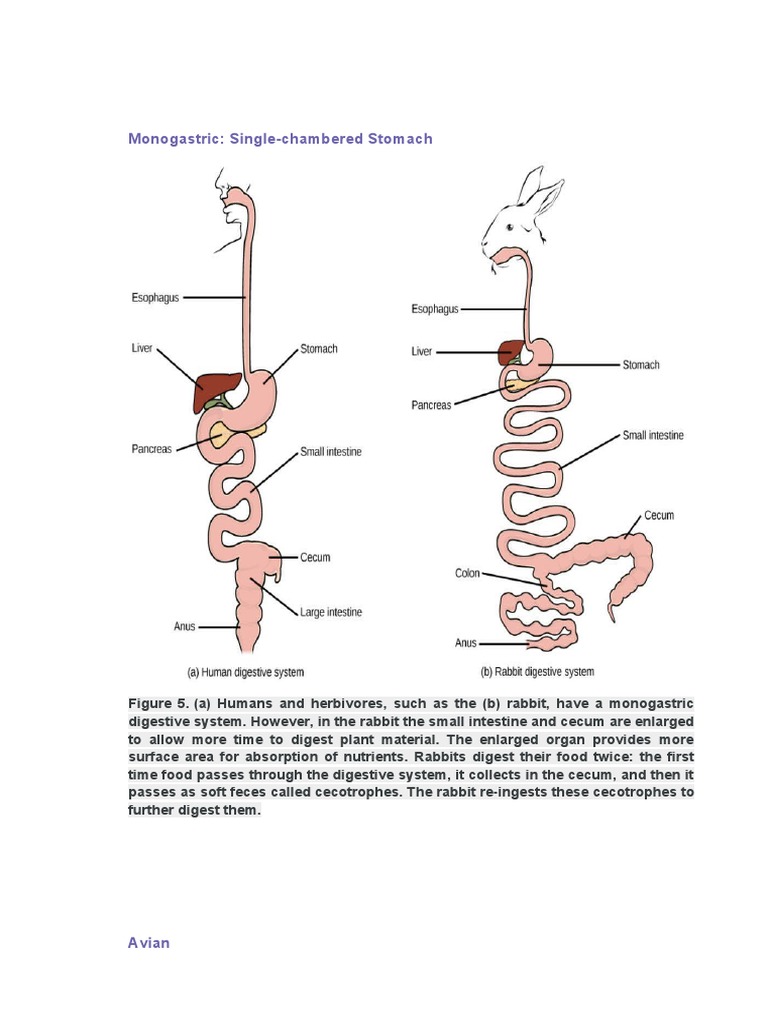 Monogastric: Single-Chambered Stomach | PDF | Ruminant | Digestion