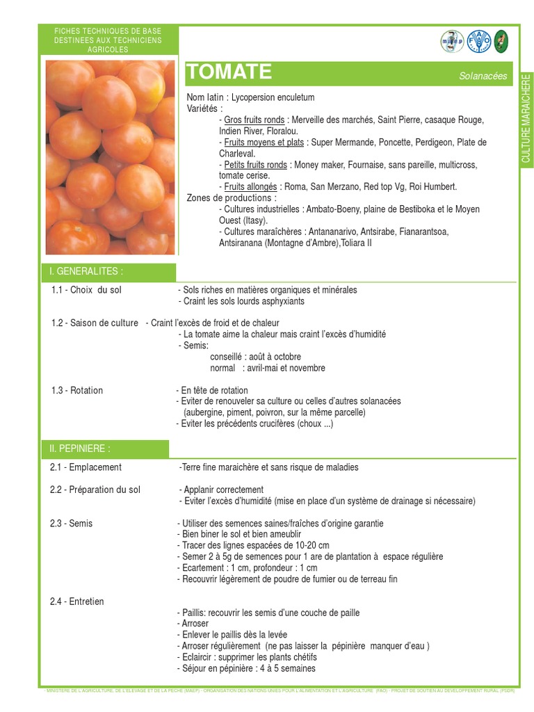 TOMATE | PDF | Tomate | Semis