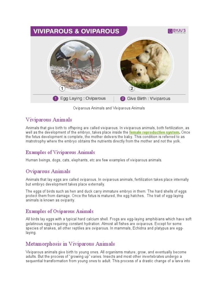 Oviparous Animals and Viviparous Animals | PDF | Egg | Embryo