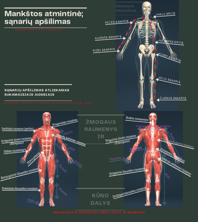 Žmogaus Skeletas Ir Raumenys | PDF