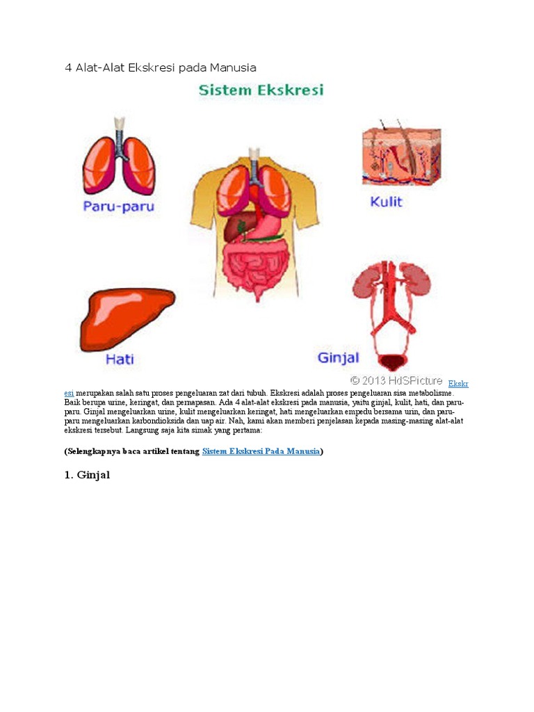 Alat Ekskresi Pada Manusia 1 | PDF