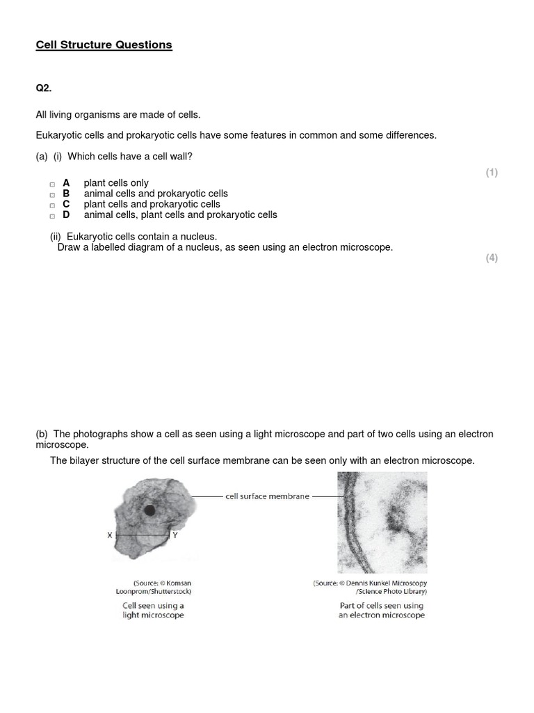 Cell Structure Questions | PDF | Eukaryotes | Organelle