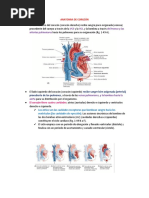 Capitulo 20 Aparato Cardiovascular Tortora | PDF | Corazón | Sistema ...