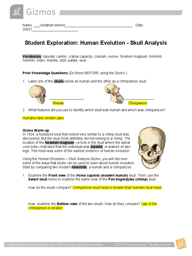 Student Exploration: Human Evolution - Skull Analysis | PDF | Homo ...