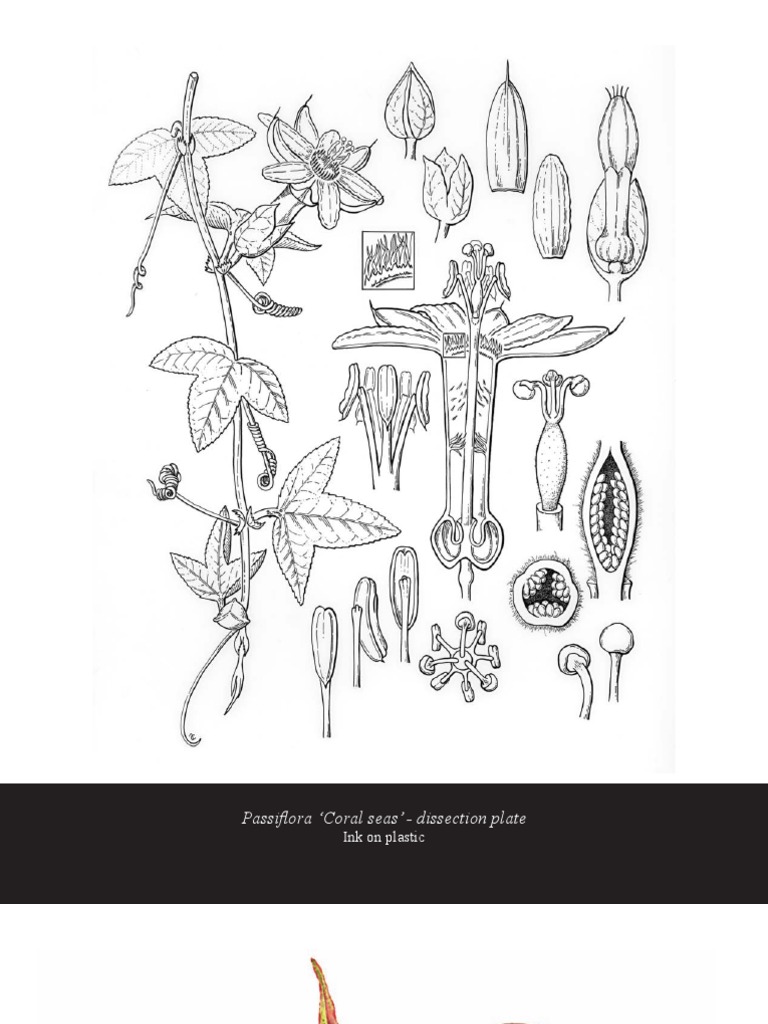 Scientific Illustrations | PDF