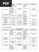 Anatomía del Extensor del Meñique | PDF
