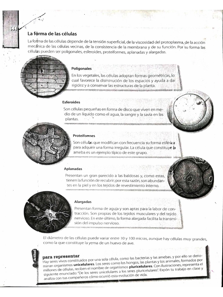 Formas Celulares | PDF