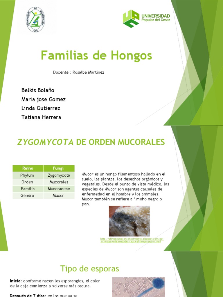 Hongos Mucorales: Mucor, Absidia y Rhizopus | PDF | Espora | Hongo