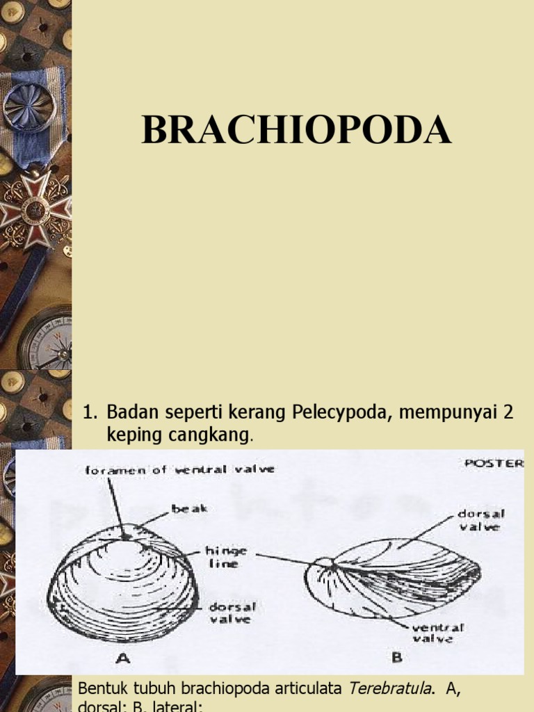 Brachiopoda | PDF | Ilmu Sosial | Griya & Taman